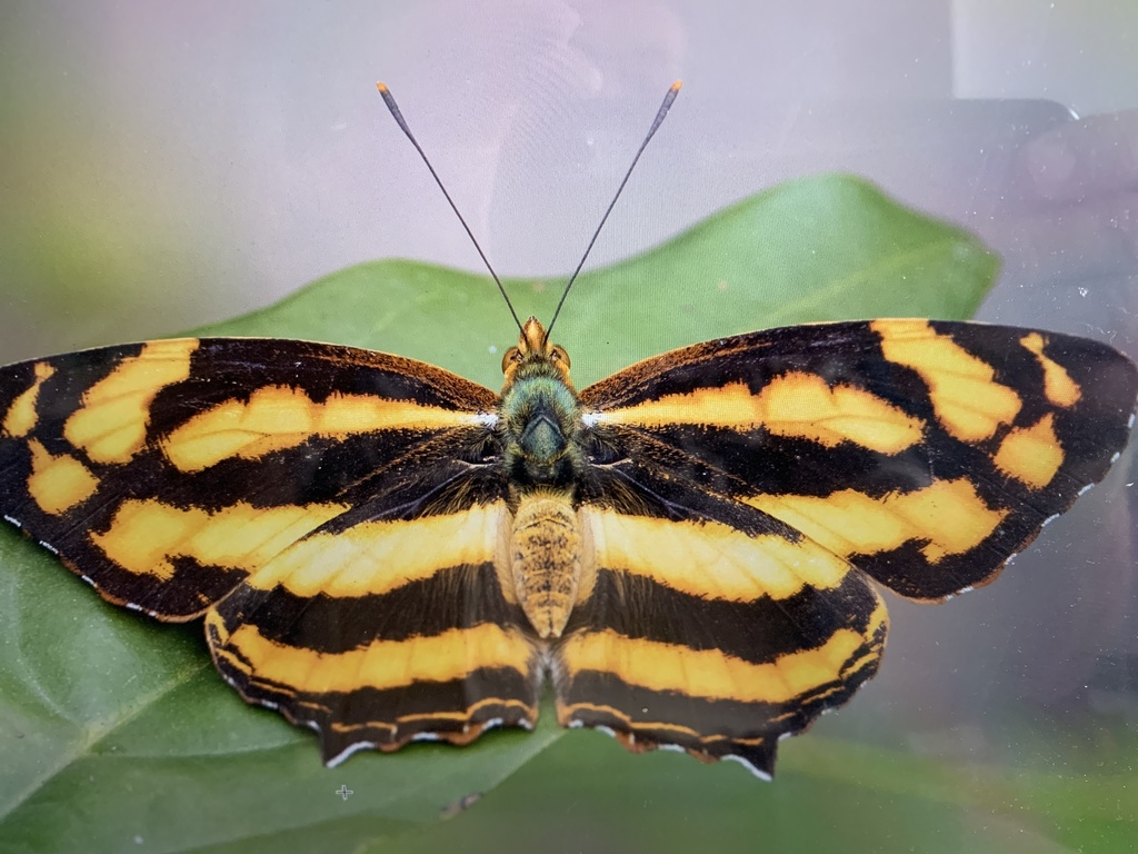 Common Jester from Lions Nature Education Centre, Sai Kung, New ...
