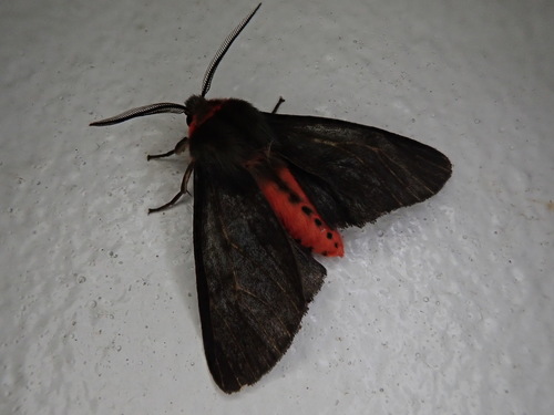 Lemyra infernalis · iNaturalist