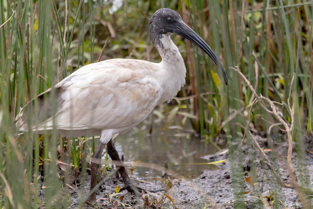 Australian White Ibis from Melbourne VIC, Australia on November 29 ...