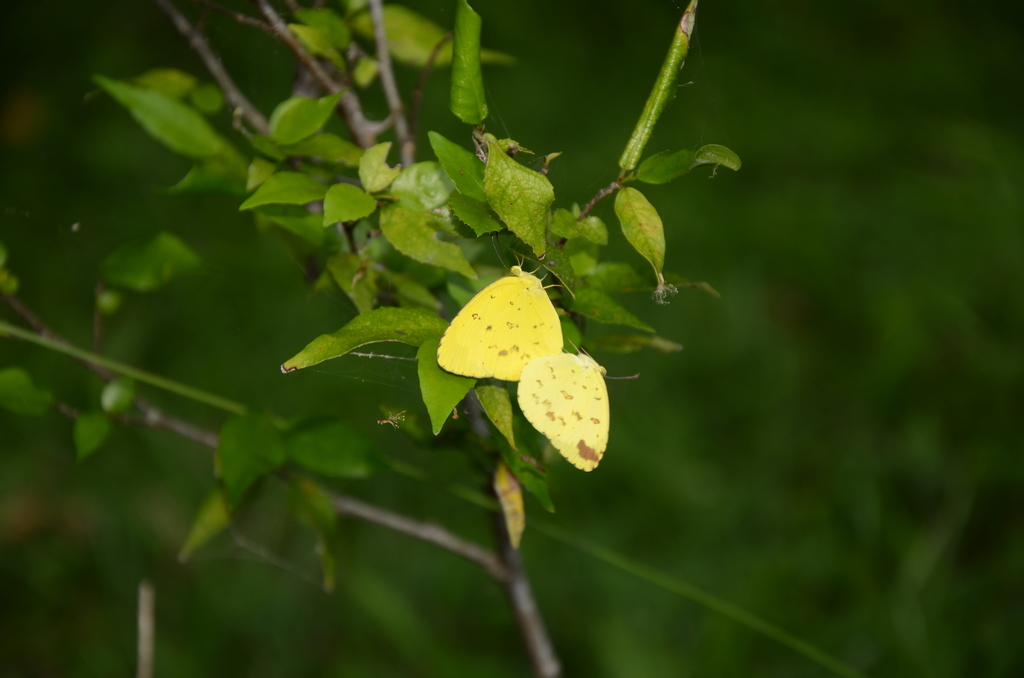 Common Grass Yellow in November 2020 by Matilda · iNaturalist