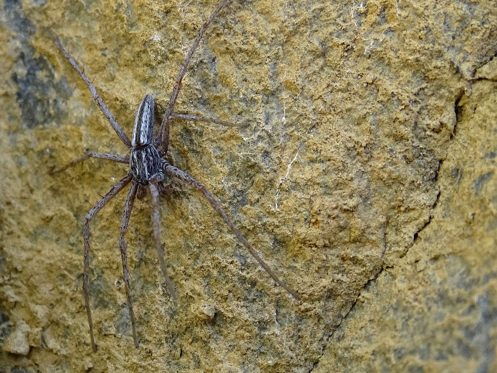Oblong Running Spider from Αττική, Ελλάδα on May 12, 2019 at 06:55 PM ...