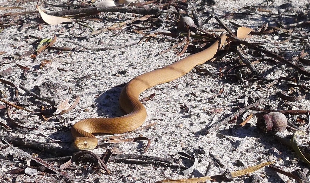 Bardick (Reptile Watch Porongurup) · iNaturalist