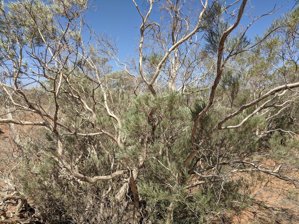 Melaleuca glomerata from Andamooka Station SA 5722, Australia on ...