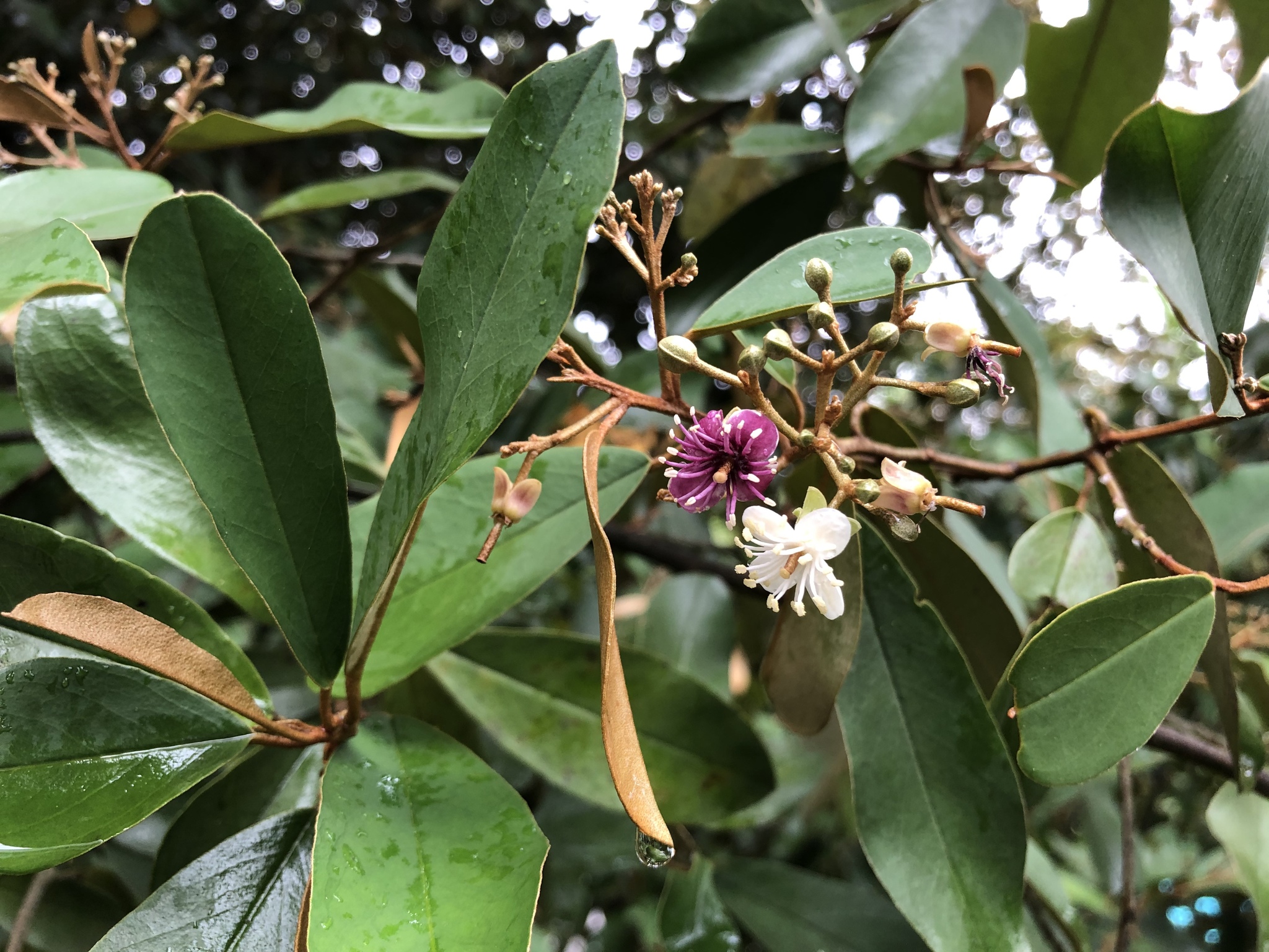 Quadrella odoratissima (Jacq.) Hutch.