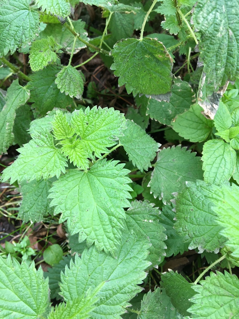 great stinging nettle from Sheep's Green and Coe Fen, Cambridge ...