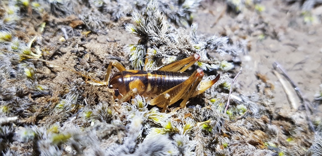 Ground Wētā from The Key, New Zealand on January 15, 2020 at 11:10 PM ...
