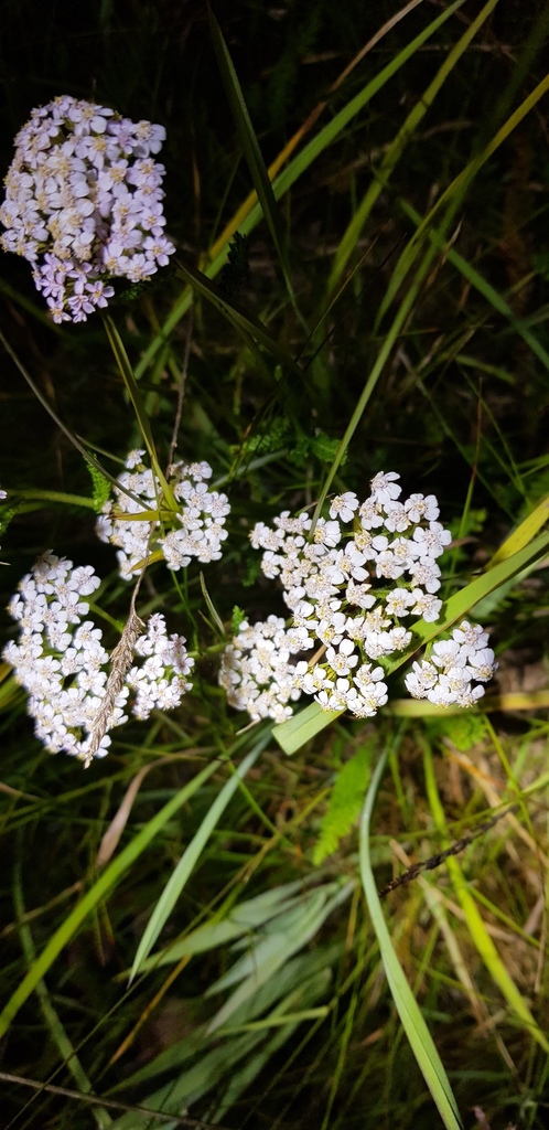 common yarrow from Southland, Southland, New Zealand on January 15 ...