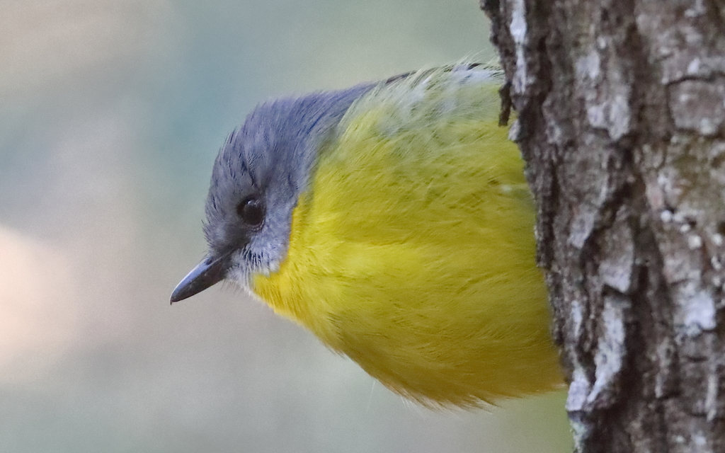 Eastern Yellow Robin from Coopernook NSW 2426, Australia on July 16 ...