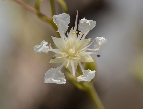 Lendia (Lagerstroemia parviflora) · iNaturalist