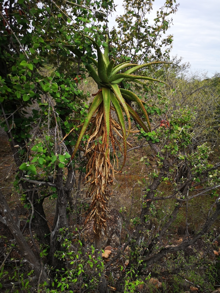 Zimbabwe Aloe from Mukomawabane, 0959, South Africa on November 29 ...