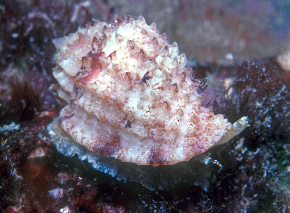 Morum macdonaldi from Kwajalein Atoll, RMI, Ennylabegan Island seaward ...