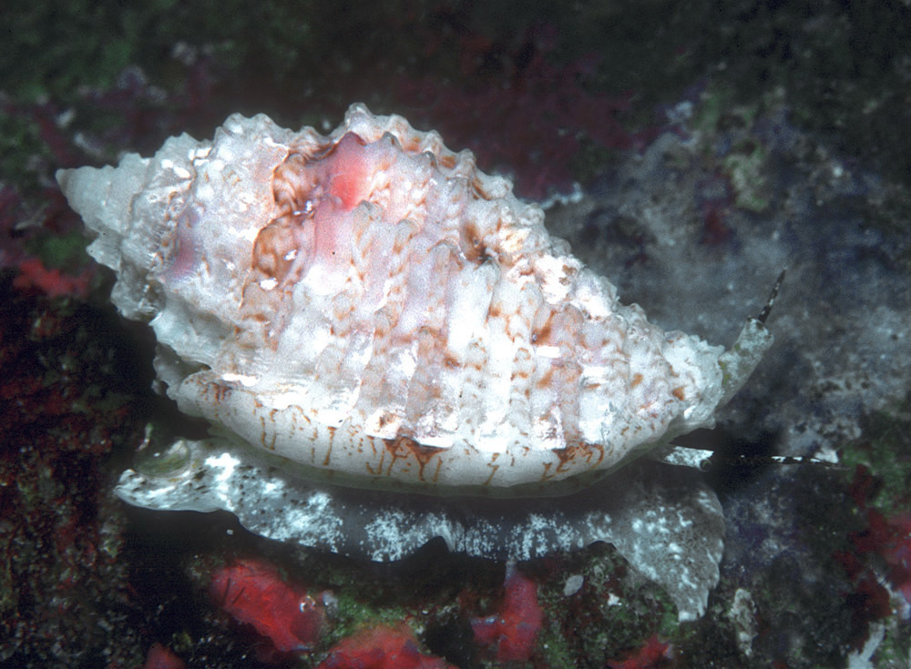 Morum macdonaldi from Kwajalein Atoll, RMI, seaward reef between ...