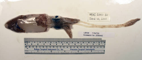 Atlantic Brief Squid (MatBio: MOLLUSKS - Matanzas Biodiversity ...