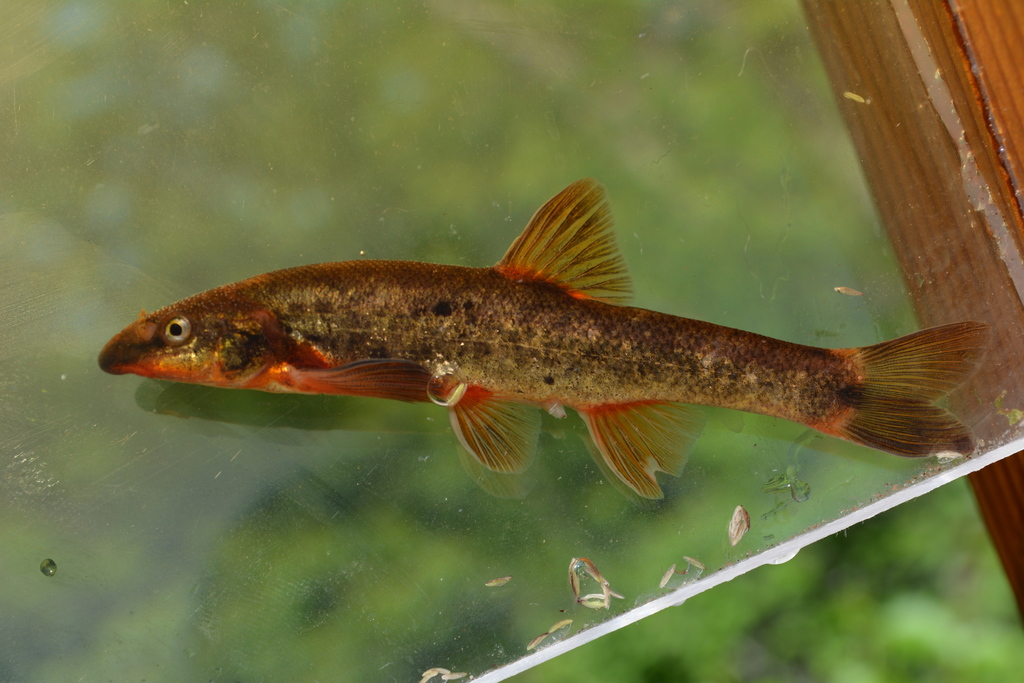 Longnose Dace (Fish of the great lakes watershed) · iNaturalist