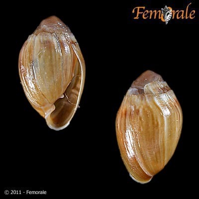 eastern melampus (Terrestrial Mollusks of Alabama) · iNaturalist