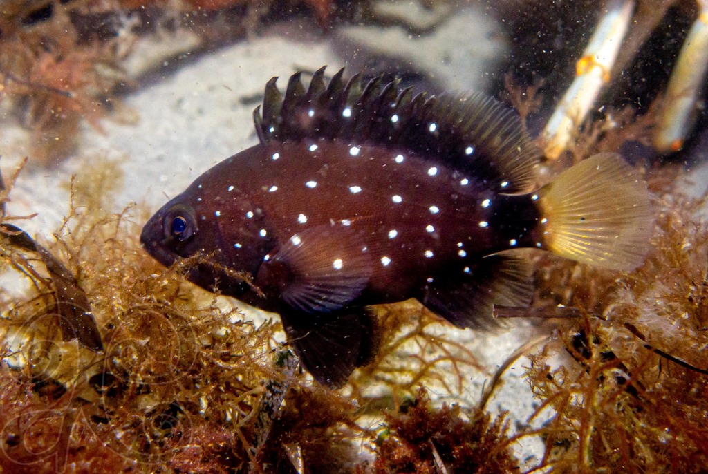 Snowy Grouper in November 2020 by asli ertekin. At 3ft water. Very ...