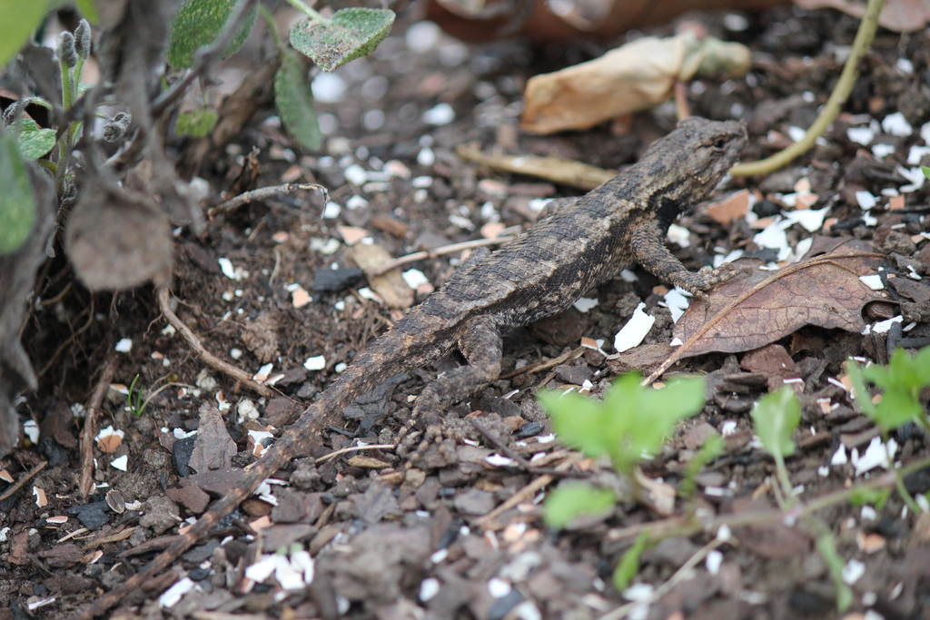 Eastern Fence Lizard in November 2020 by tulip1475. -Came out of a hole ...