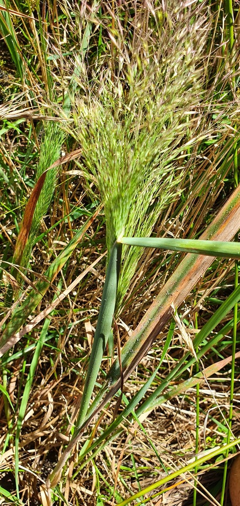 Sand Wind Grass from Farewell Spit Nature Reserve, Tasman, Nelson, New ...