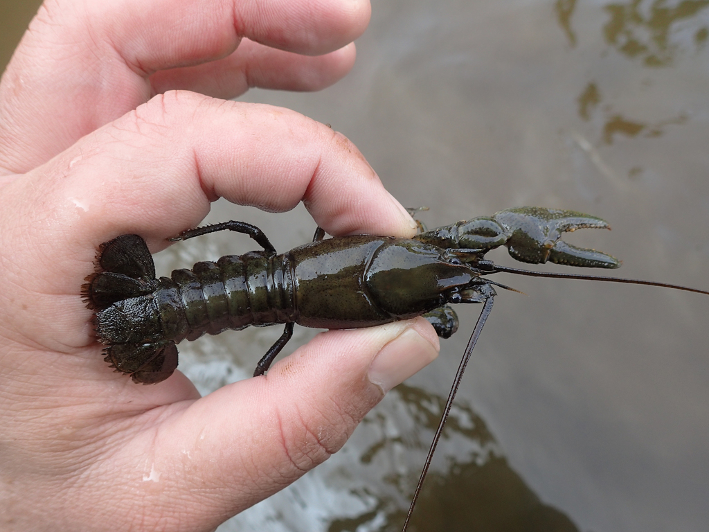 Big Water Crayfish from Forest County, PA, USA on September 17, 2017 at 09:41 AM by Cullen Hanks ...