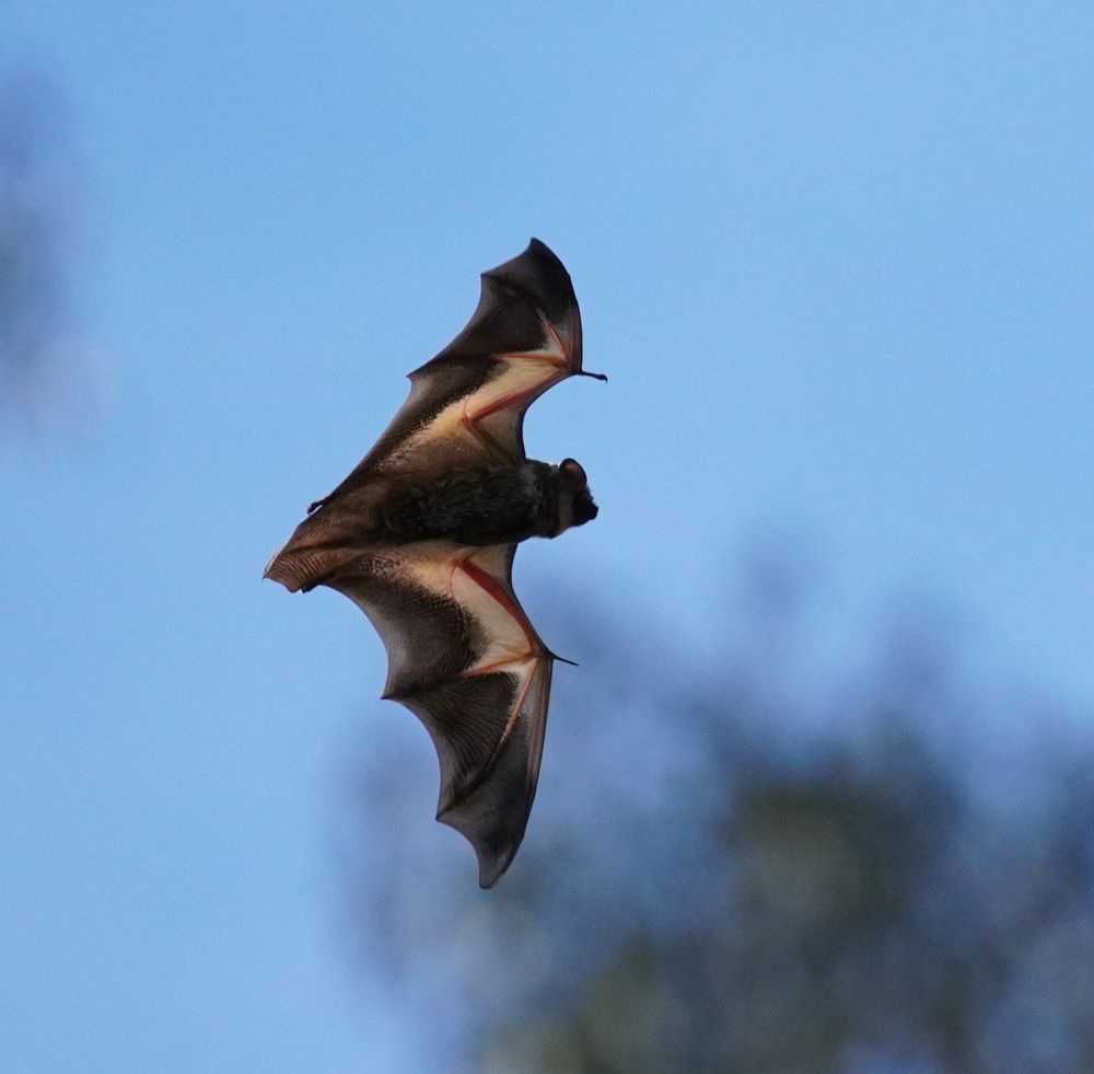 Hairy-tailed Bats (Lasiurini) - Know Your Mammals