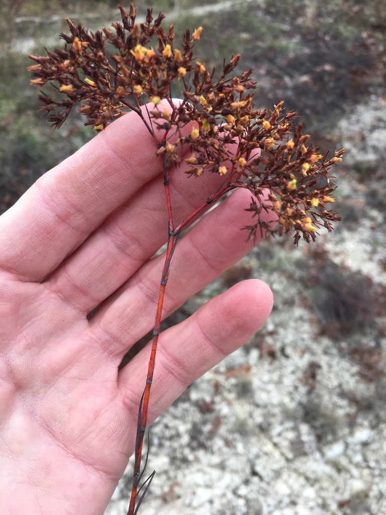 Whitlow-wort (Paronychia virginica) - Botanical Realm