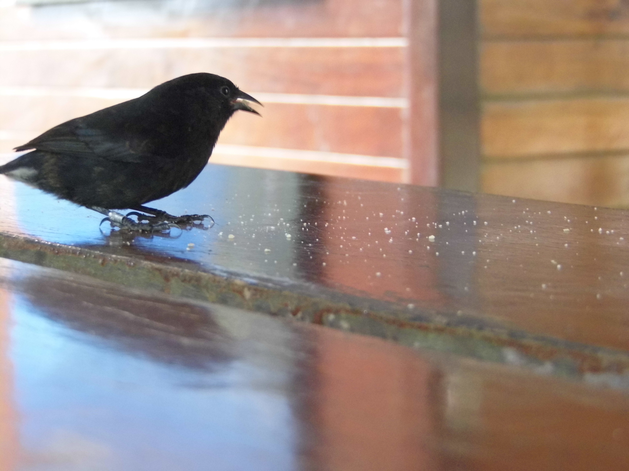 Pinaroloxias inornata (Gould, 1843)