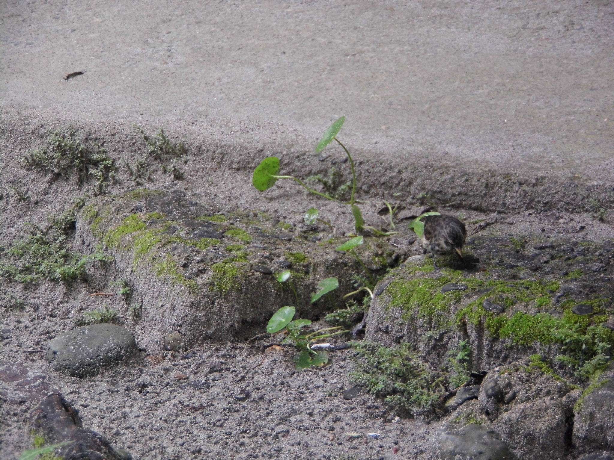 Pinaroloxias inornata (Gould, 1843)