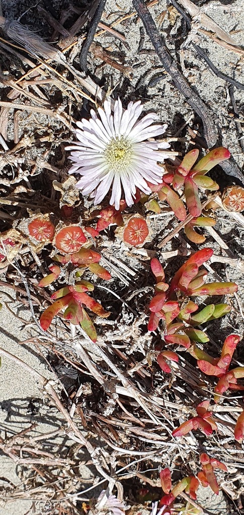 New Zealand Ice Plant from Farewell Spit Nature Reserve, Tasman, Nelson ...