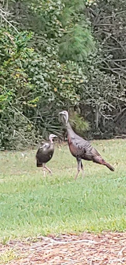 Wild Turkey from Fruit Cove, FL 32259, USA on November 25, 2020 at 01: ...