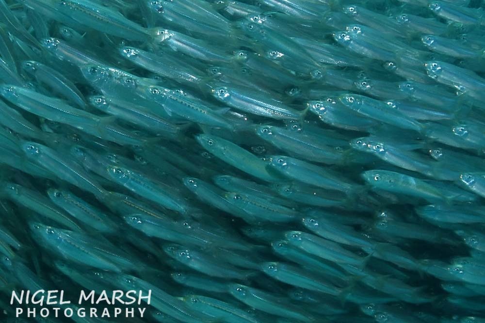 Sandy Sprat from Queensland, Australia on November 29, 2020 at 10:12 AM ...