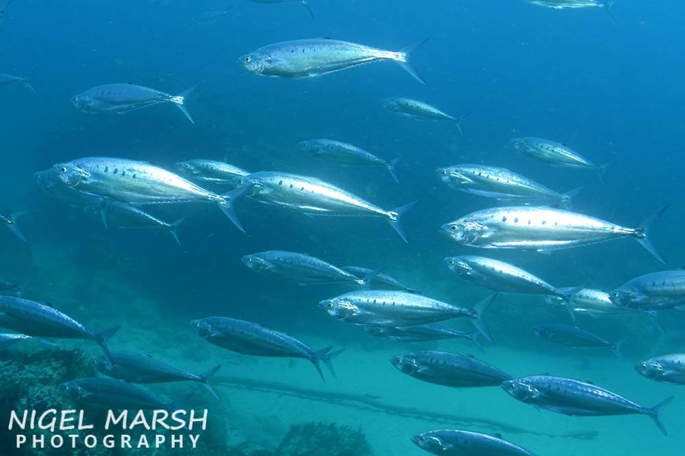 Scomberoides tol (Cuvier, 1832)