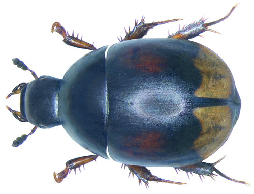 Genus Sphaeridium · iNaturalist