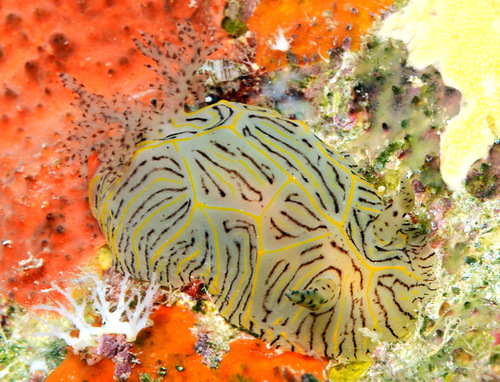 Halgerda johnsonorum · iNaturalist Mexico
