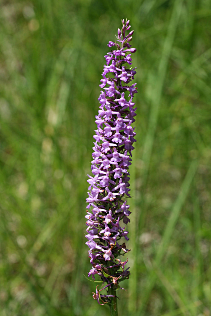 Marsh Fragrant-orchid (Orchidaceae La Rioja) · iNaturalist