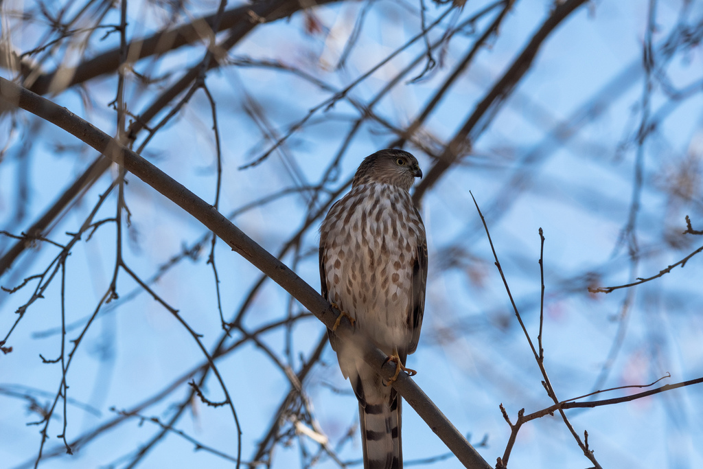 Sharp-shinned Hawk from Boulder, CO, USA on November 29, 2020 at 12:23 ...