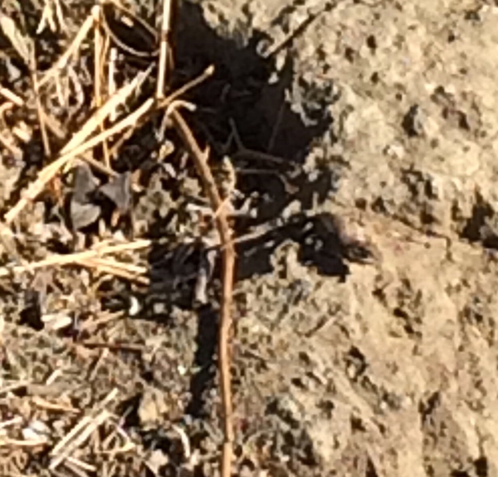 Sceloporine Lizards from Lake Cunningham Park, San Jose, CA, US on ...
