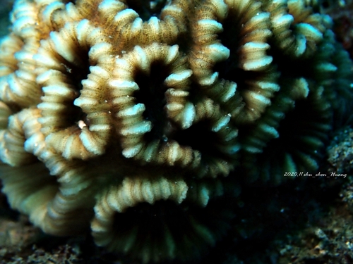 Dipsastraea maxima · iNaturalist