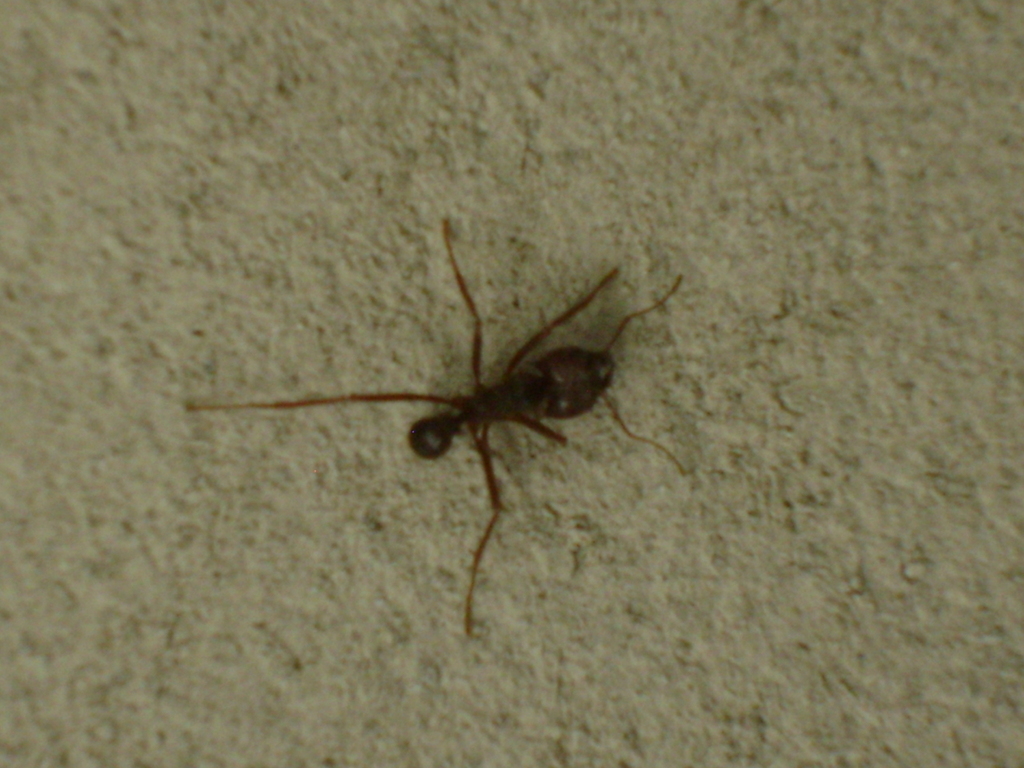 Chicatana Leafcutter Ant from Apazapan, Ver., México on December 29 ...