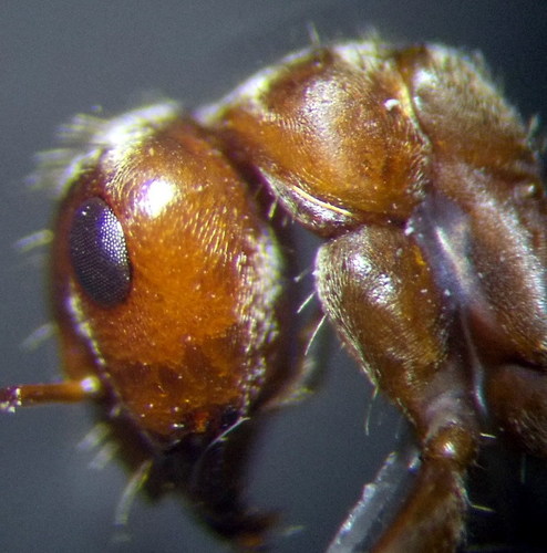 Subpilosa-group Field Ants (Complex Formica subpilosa) · iNaturalist