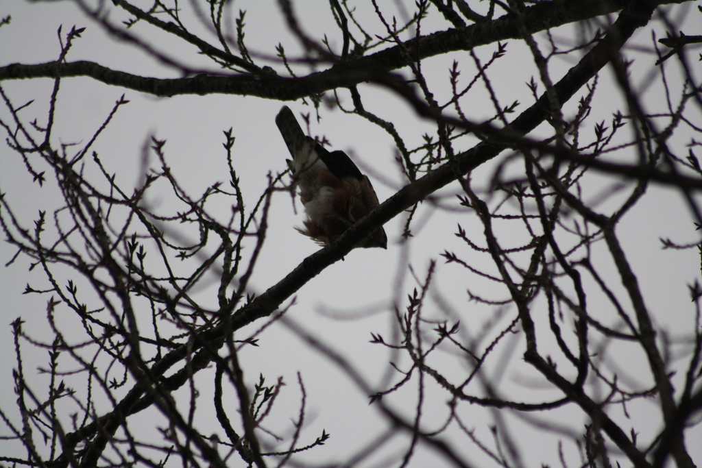 Cooper's Hawk from Delta, BC, Canada on November 22, 2020 at 01:06 PM ...