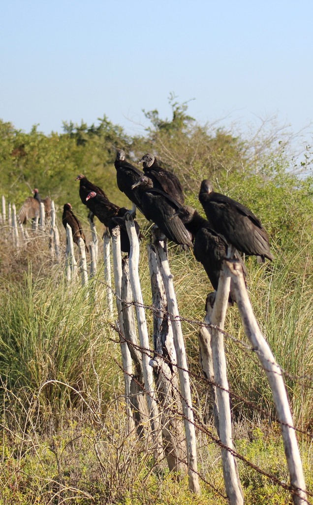 Black Vulture from Estero El Verde Camacho, Sin., México on November 29 ...