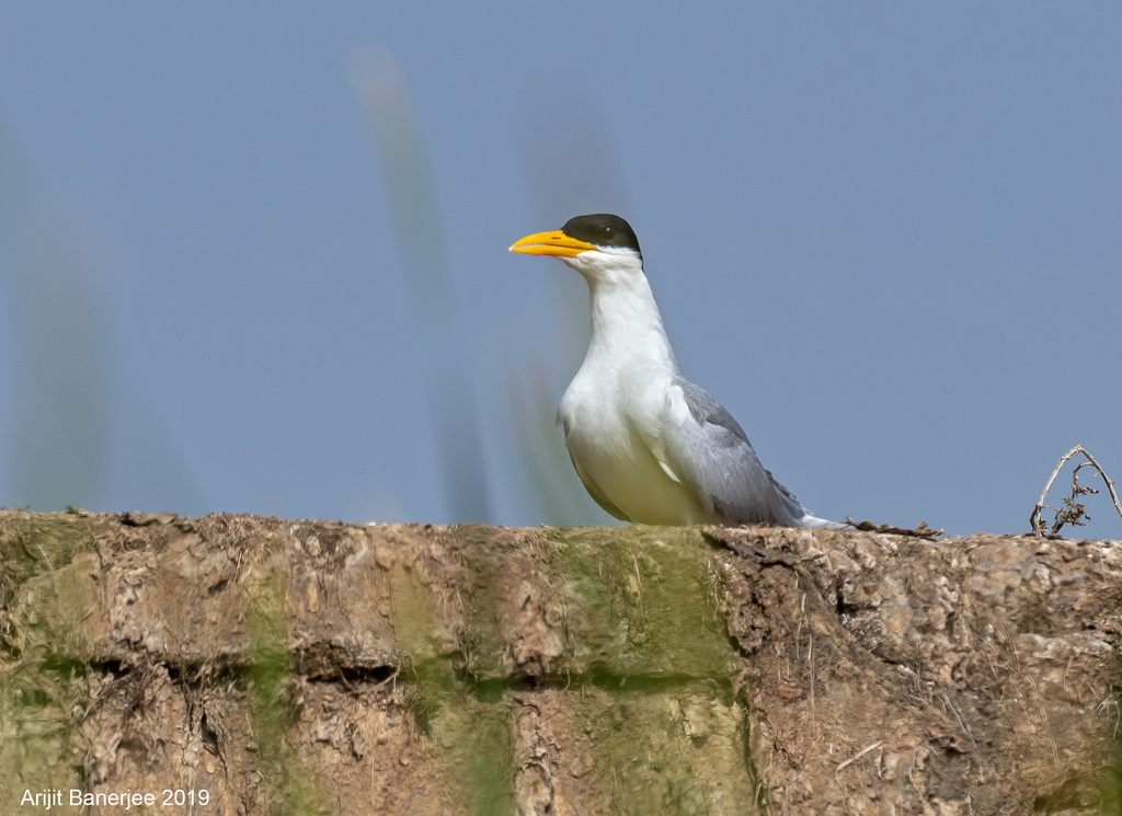 River Tern in December 2019 by orijit · iNaturalist