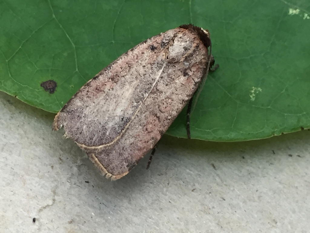 Brown-collared Dart in September 2017 by smwhite · iNaturalist