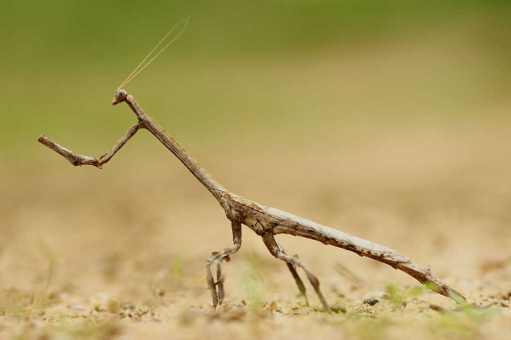Aethalochroa ashmoliana from Aathuppalayam, Tiruppur, Tamil Nadu, India ...