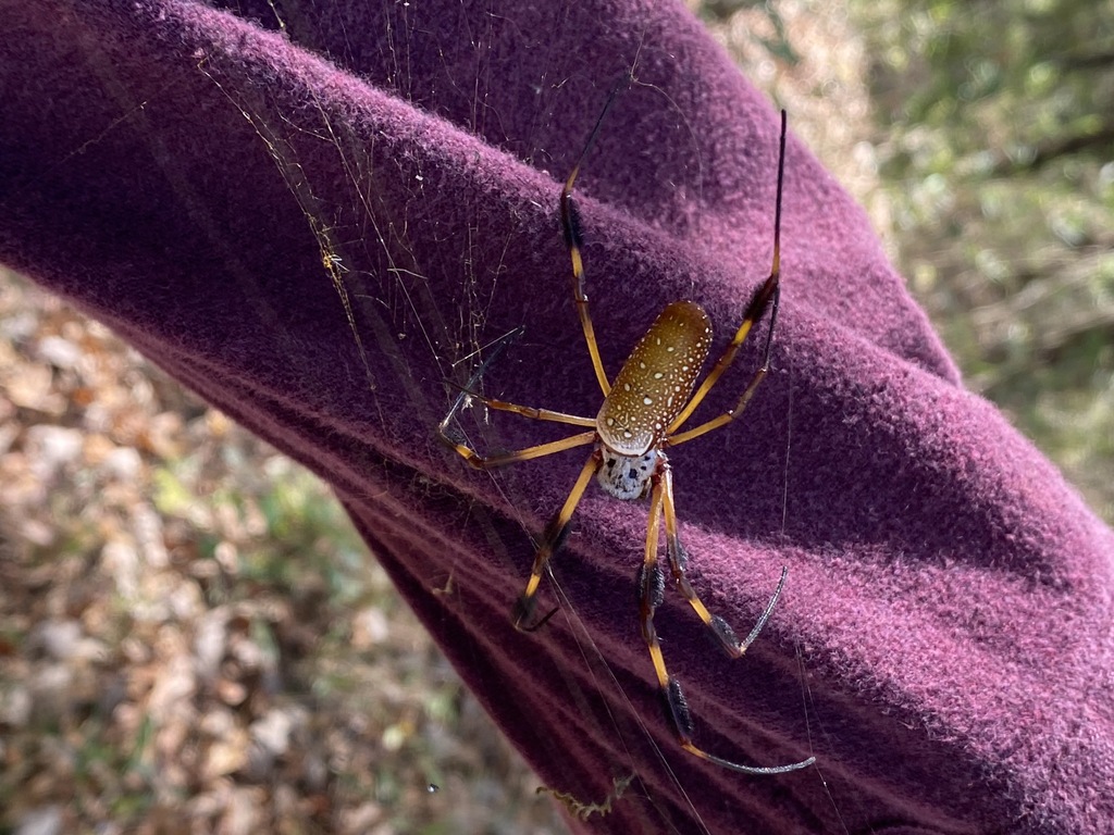 Golden Silk Spider from Along East Fork Choctawhatchee River, Co. Rd ...