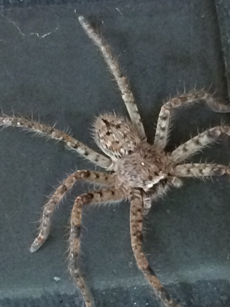 Isopedella from Benalla VIC, Australia on November 28, 2020 at 08:28 AM ...