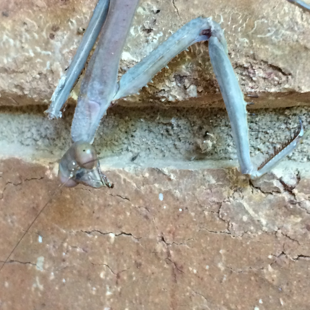 Australian Stick Mantis from Benalla VIC 3672, Australia on November 29 ...