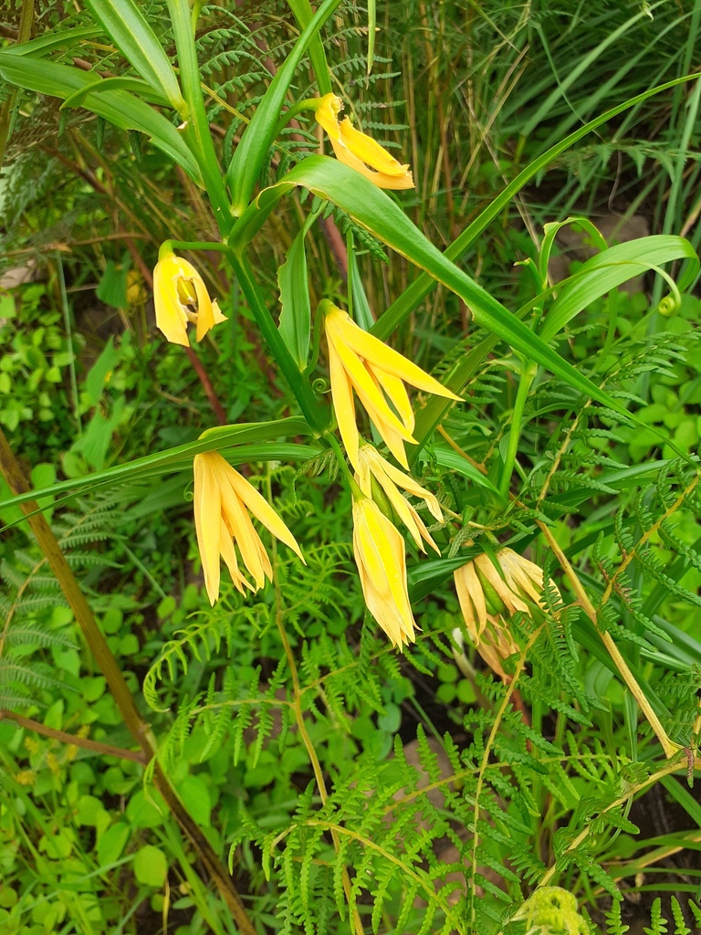 Yellow Flamelily (Gloriosa modesta) - Botanical Realm