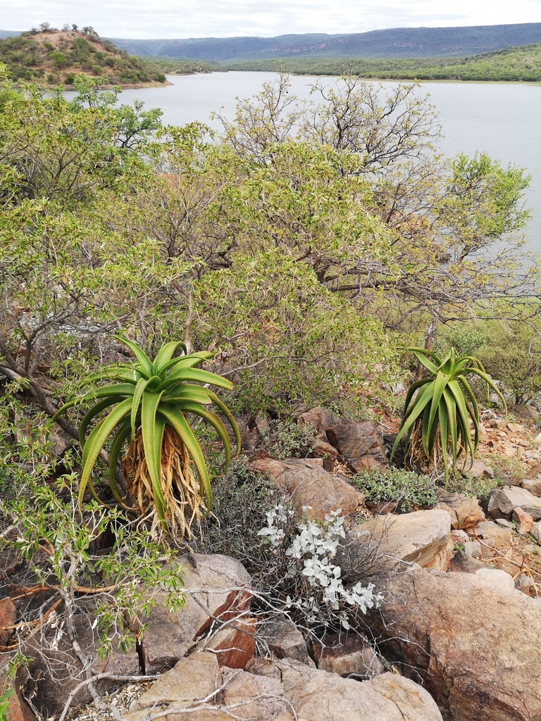 Wylliespoort Aloe from Vhembe, ZA-NP, ZA on November 30, 2020 at 12:31 ...