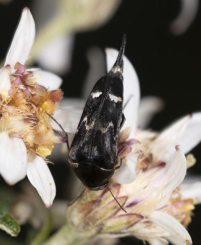 Mordella communis · iNaturalist